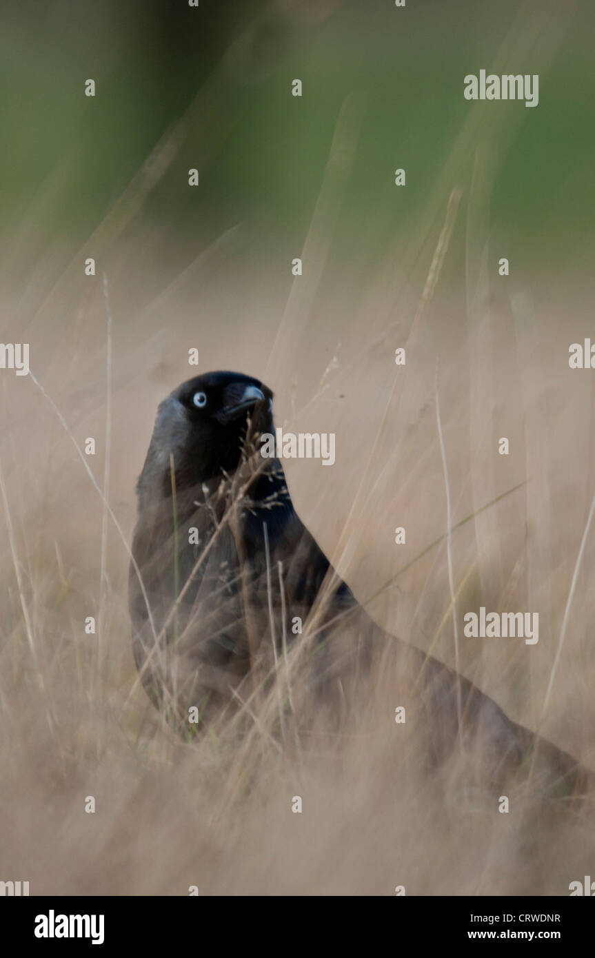 Jackdaw (Coloeus monedula) Richmond Park, London, UK Stock Photo - Alamy