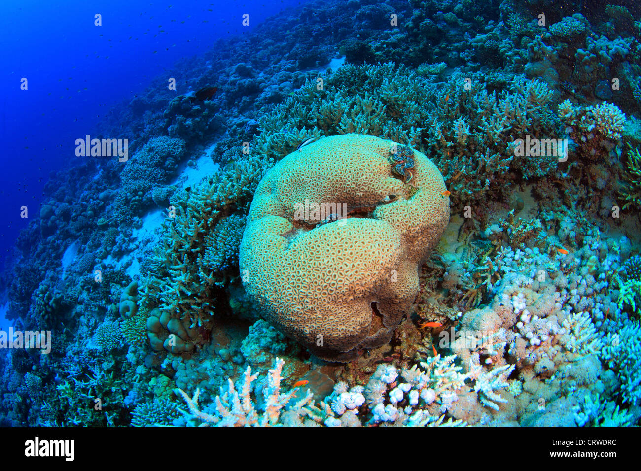 Diving in the Red Sea Stock Photo - Alamy
