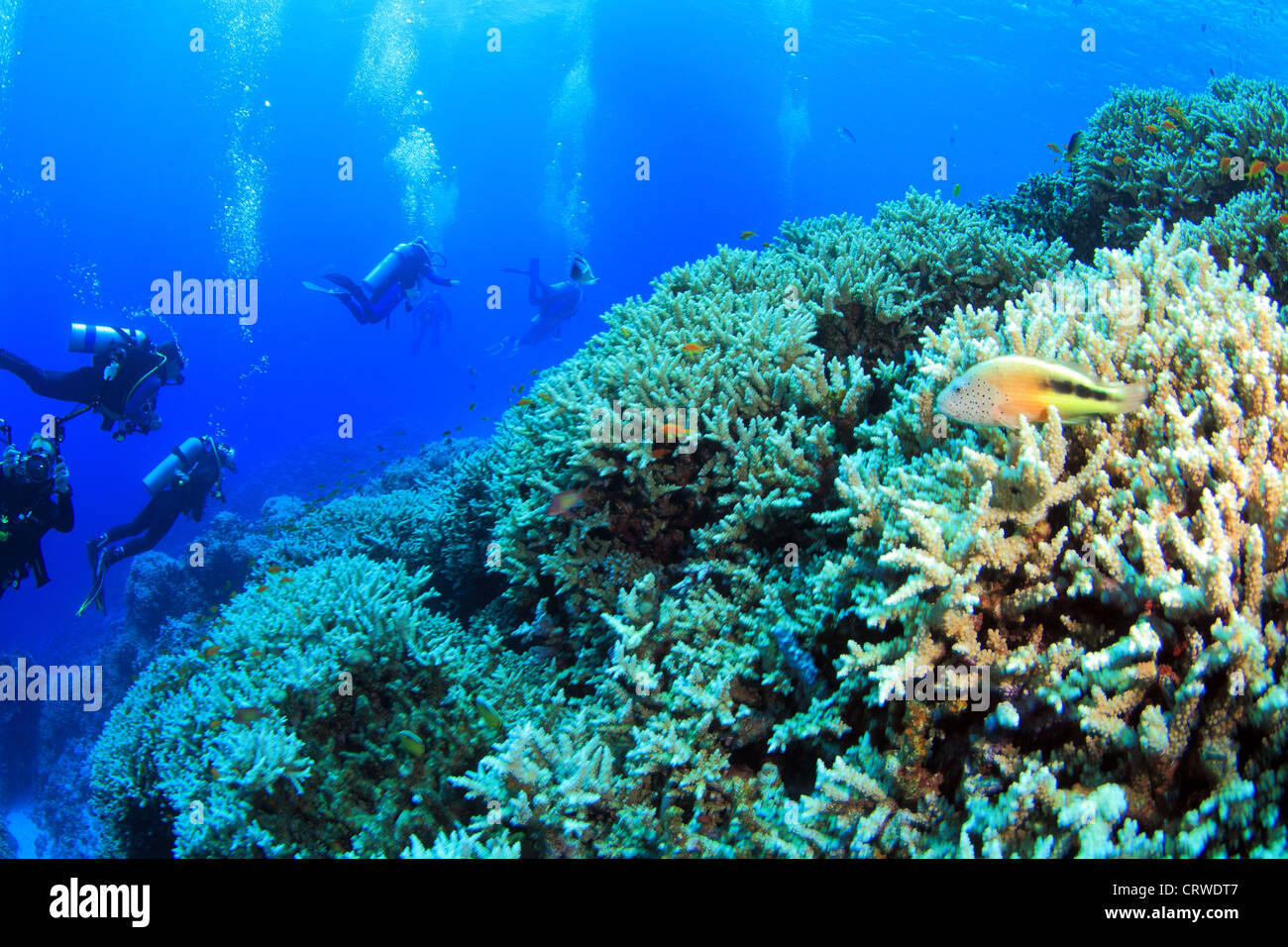 Diving in the Red Sea Stock Photo - Alamy