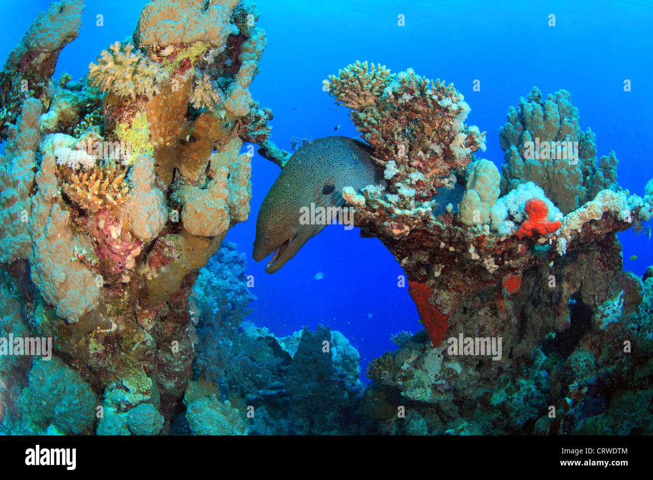 Diving in the Red Sea Stock Photo - Alamy