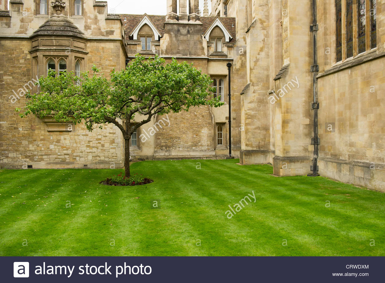 Newtons Tree Stock Photos & Newtons Tree Stock Images - Alamy