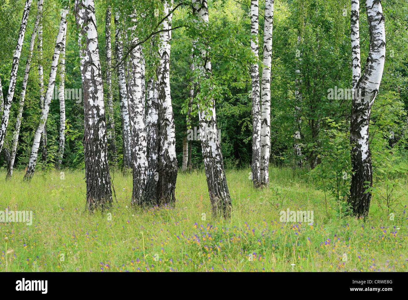 Strauch birken hi-res stock photography and images - Alamy