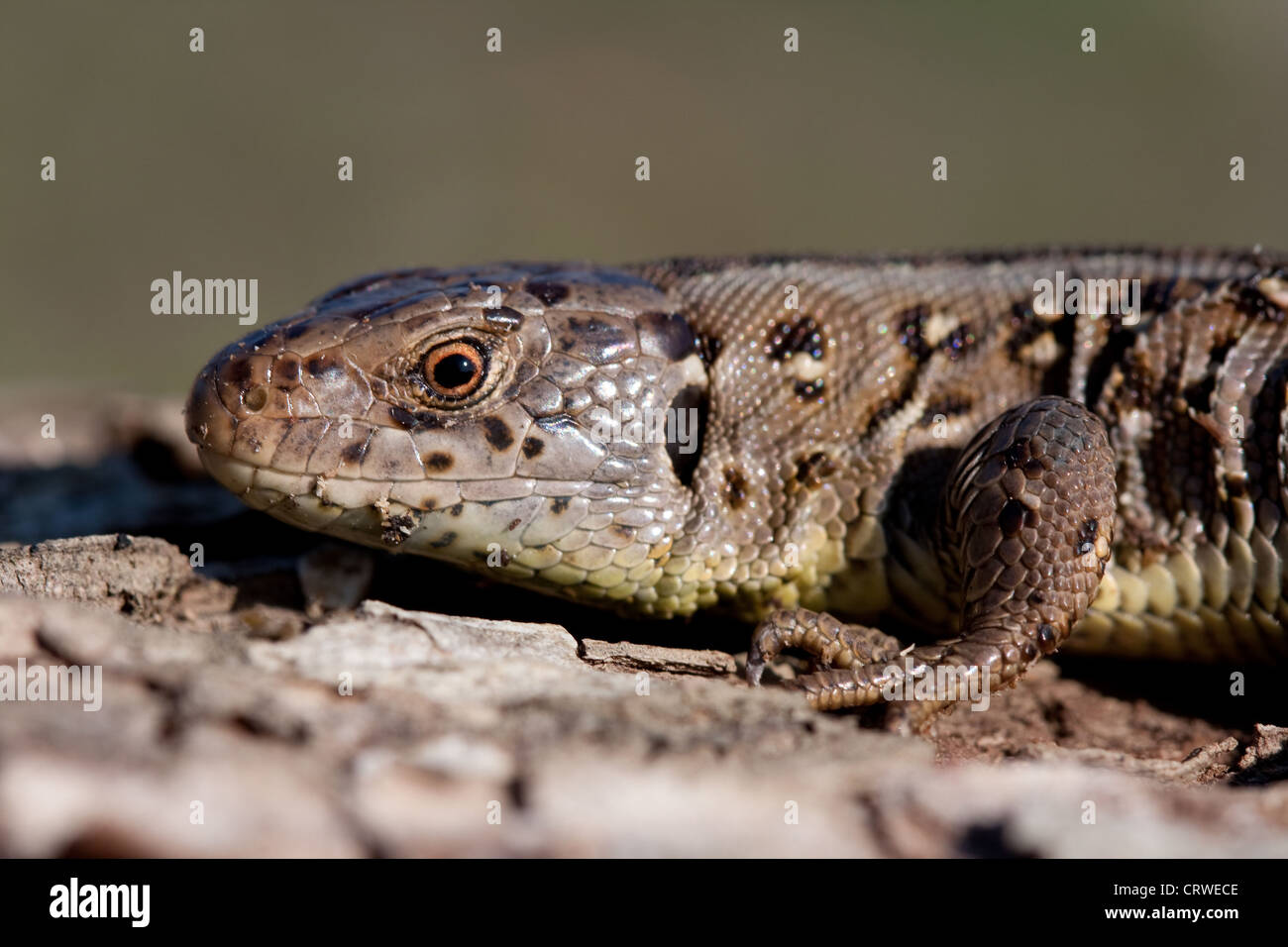 Lizard sunbath hi-res stock photography and images - Alamy