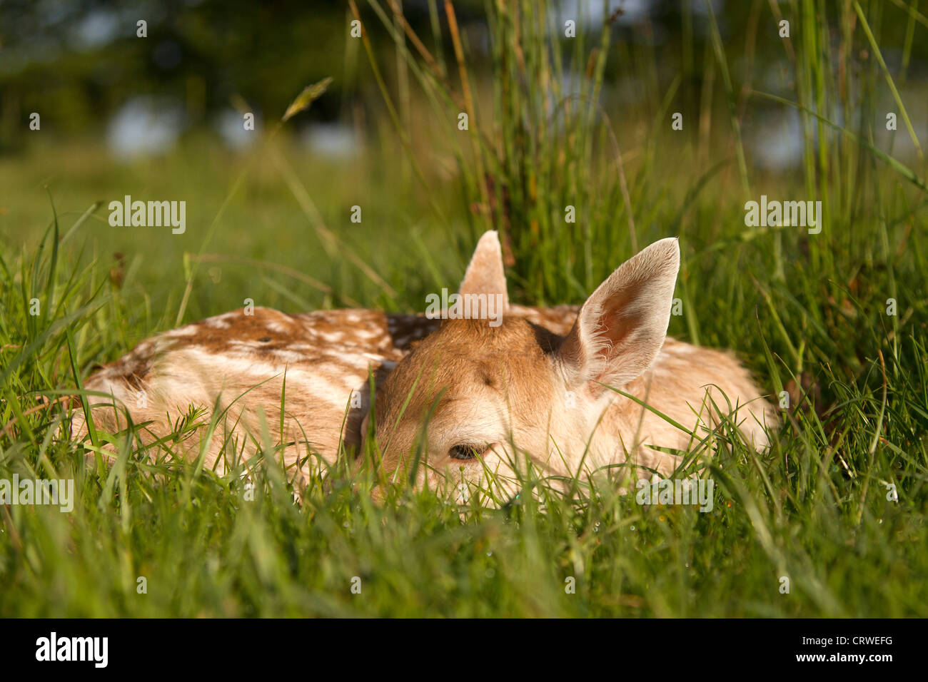 Young Fallow Deer, Dama dama hiding in grass Stock Photo - Alamy