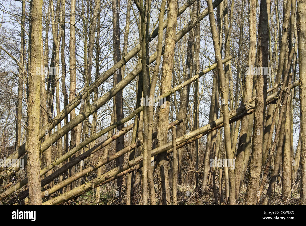 Understorey trees hi-res stock photography and images - Alamy