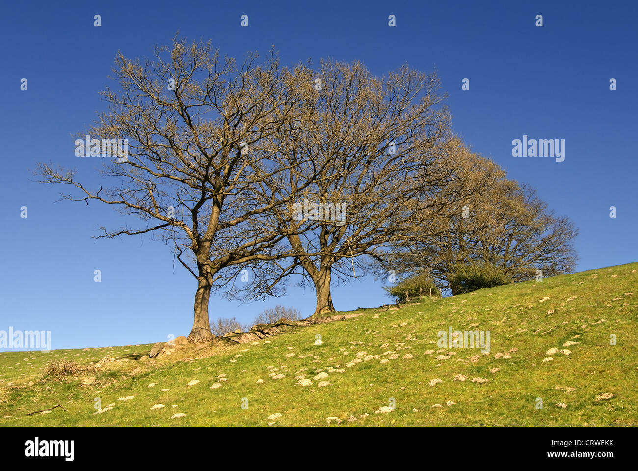 Trees in the Spring Stock Photo - Alamy