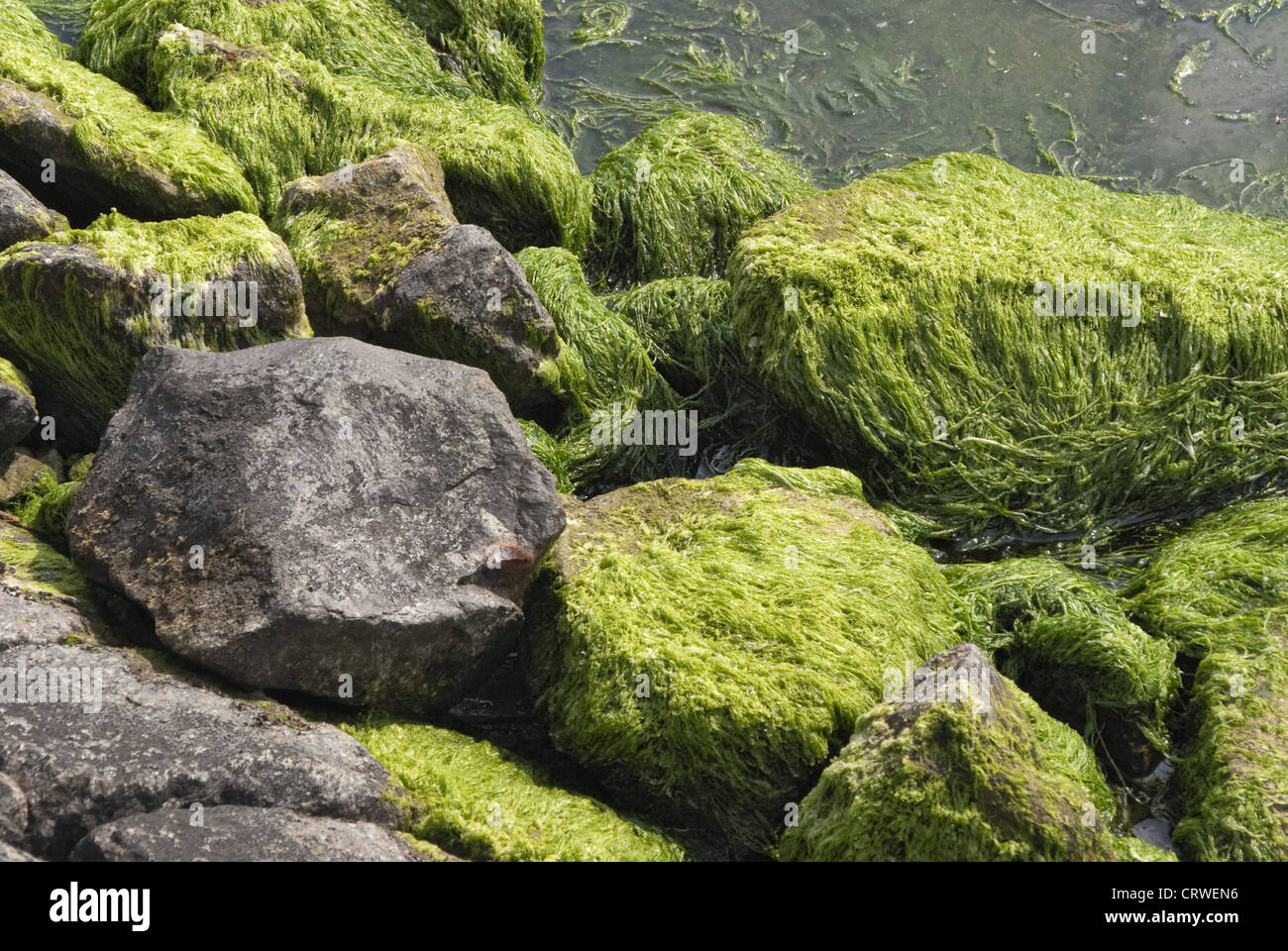 green alga and boulders Stock Photo - Alamy