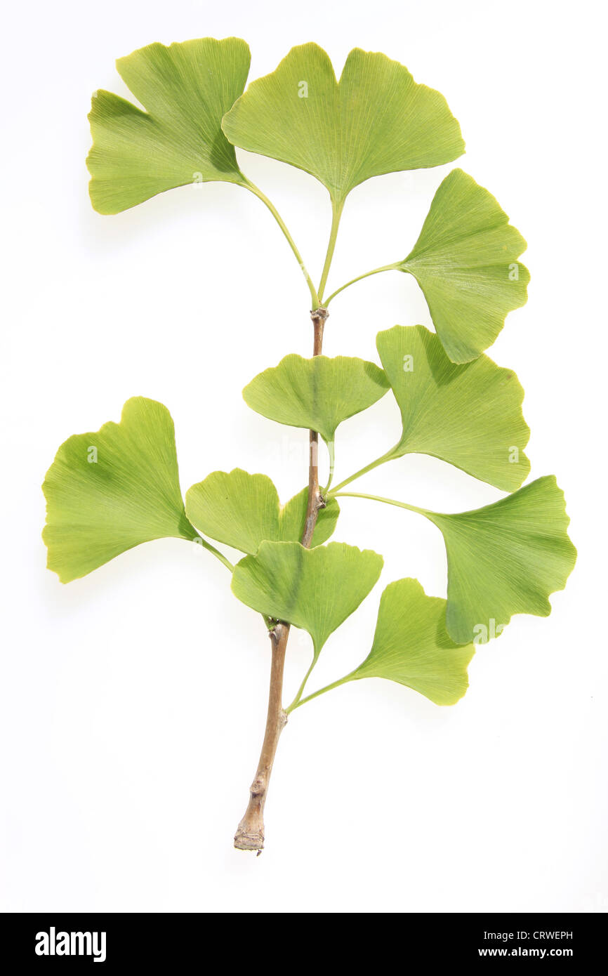 Yellow gingko biloba ginkgo biloba leave Cut Out Stock Images ...