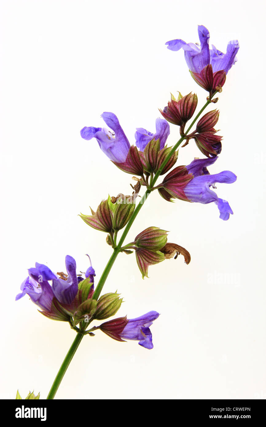 Salbei Tea High Resolution Stock Photography and Images - Alamy