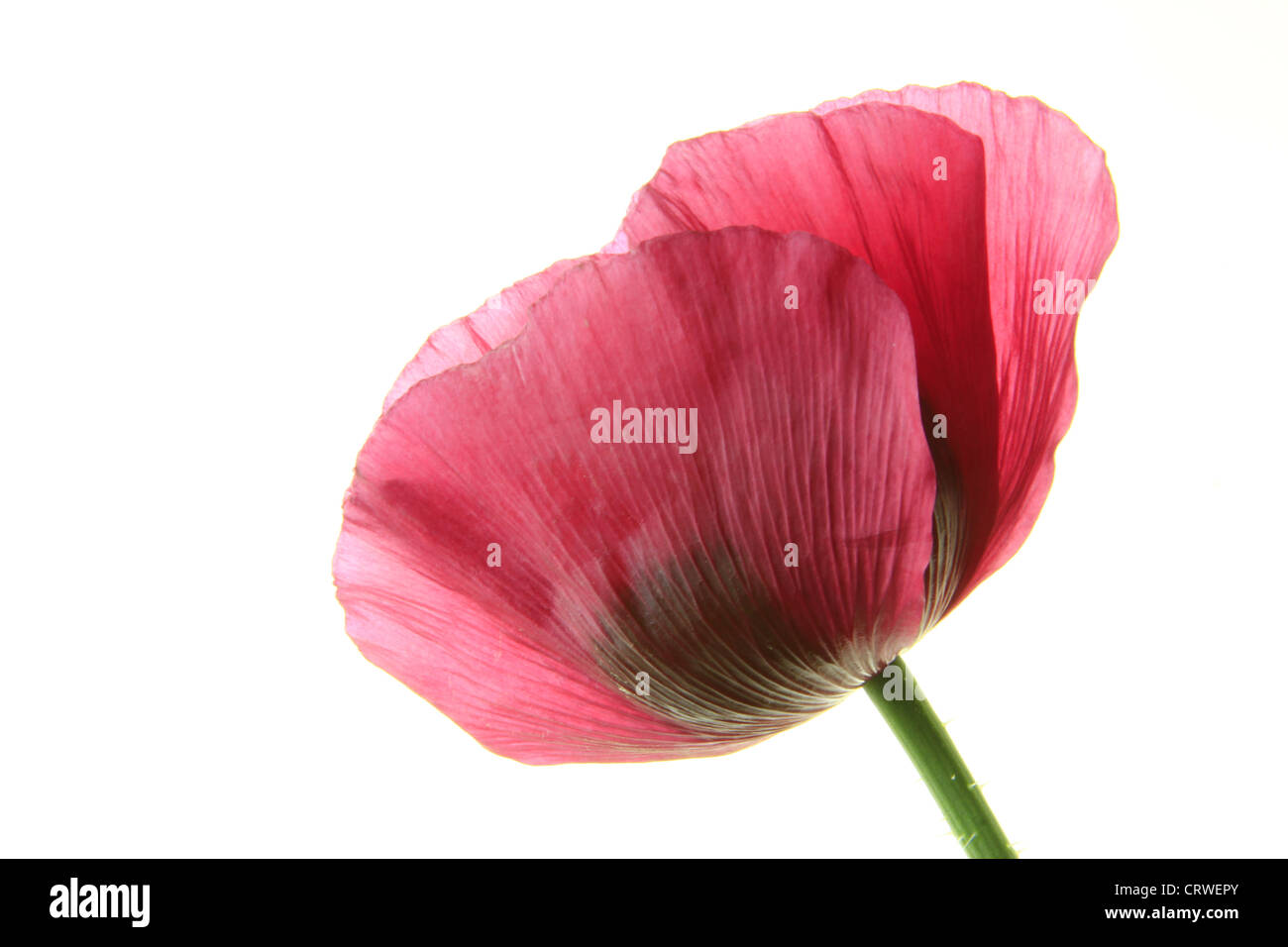 Papaver poppy plant Cut Out Stock Images & Pictures - Alamy