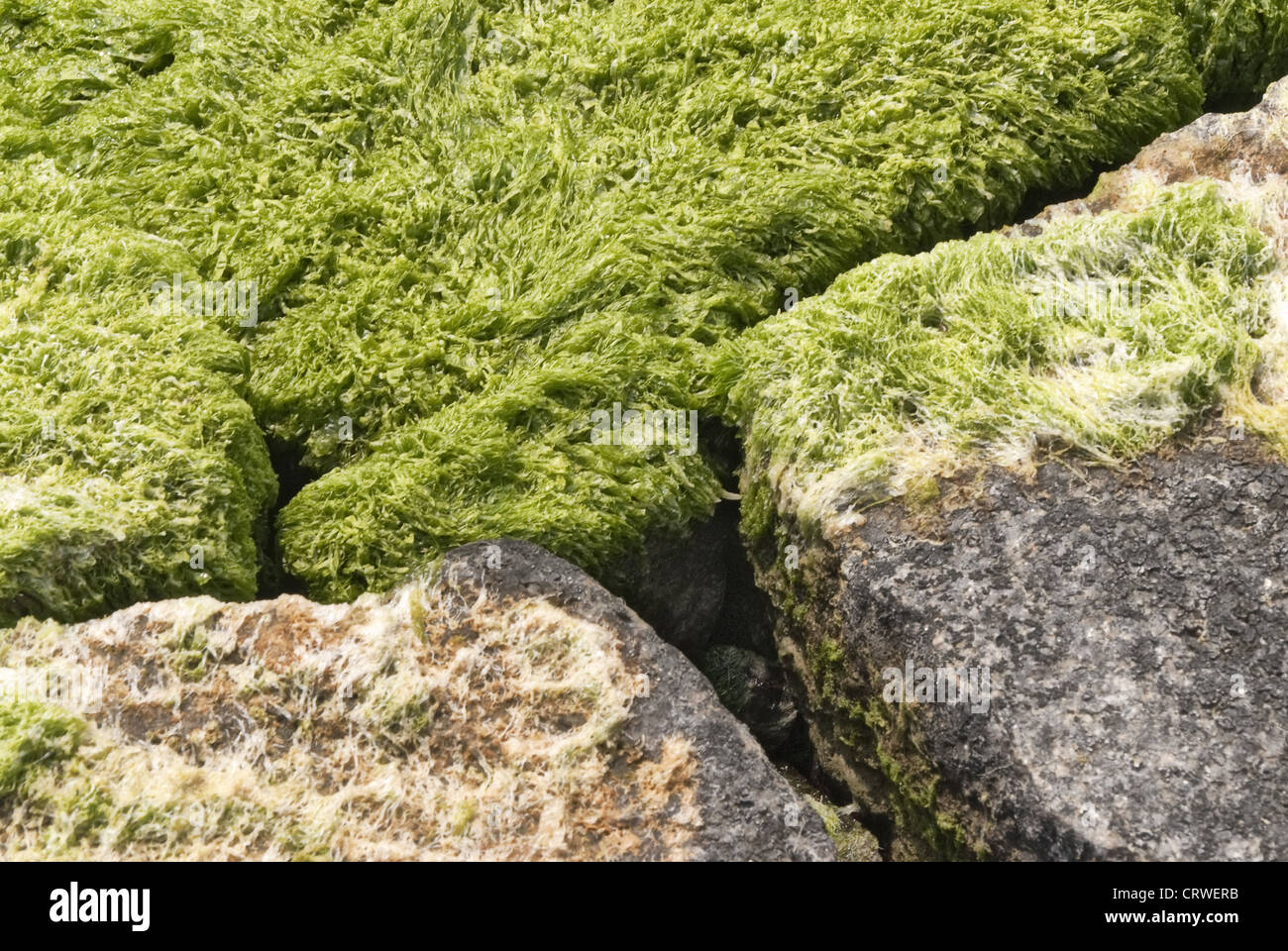 Green alga hi-res stock photography and images - Alamy