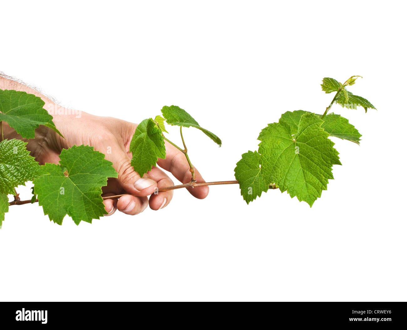 Vine twig hi-res stock photography and images - Alamy