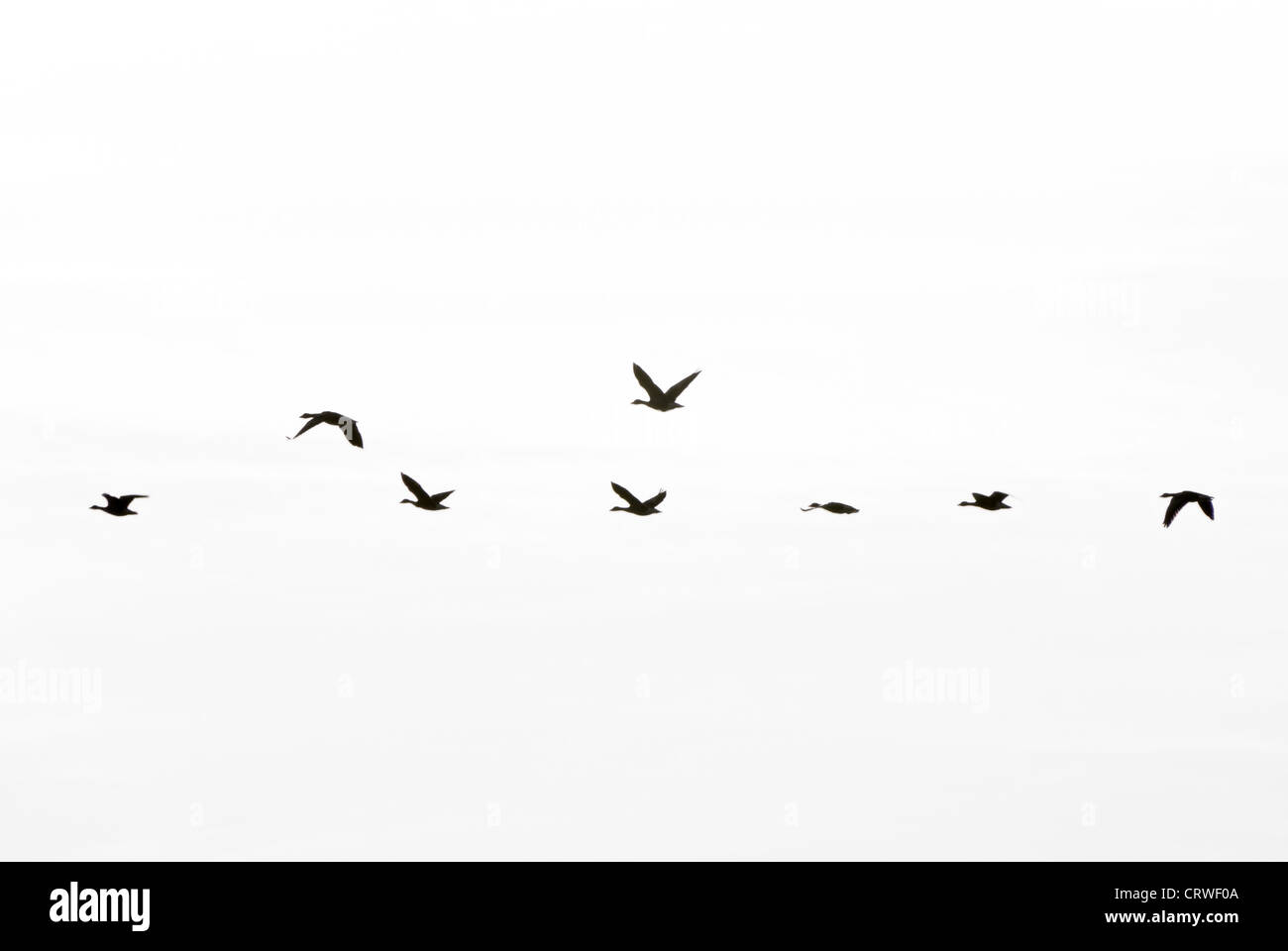 bird in flight formation Stock Photo - Alamy