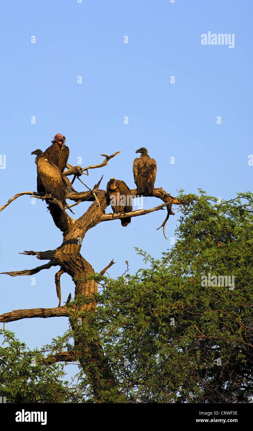 Vultures tier hi-res stock photography and images - Alamy