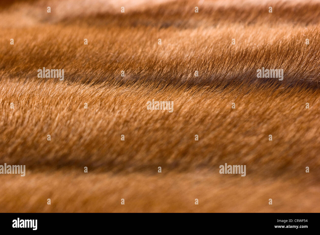 Mink skin hi-res stock photography and images - Alamy