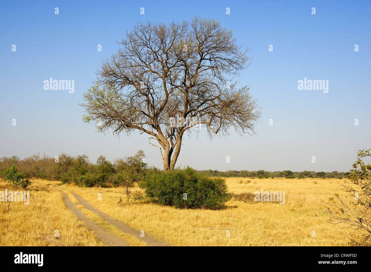 Defoliated semi-deciduous Leadwood tree Stock Photo - Alamy