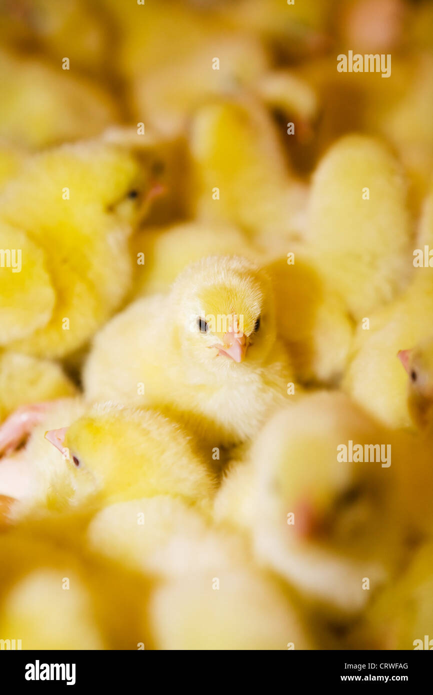 Baby chickens hi-res stock photography and images - Alamy