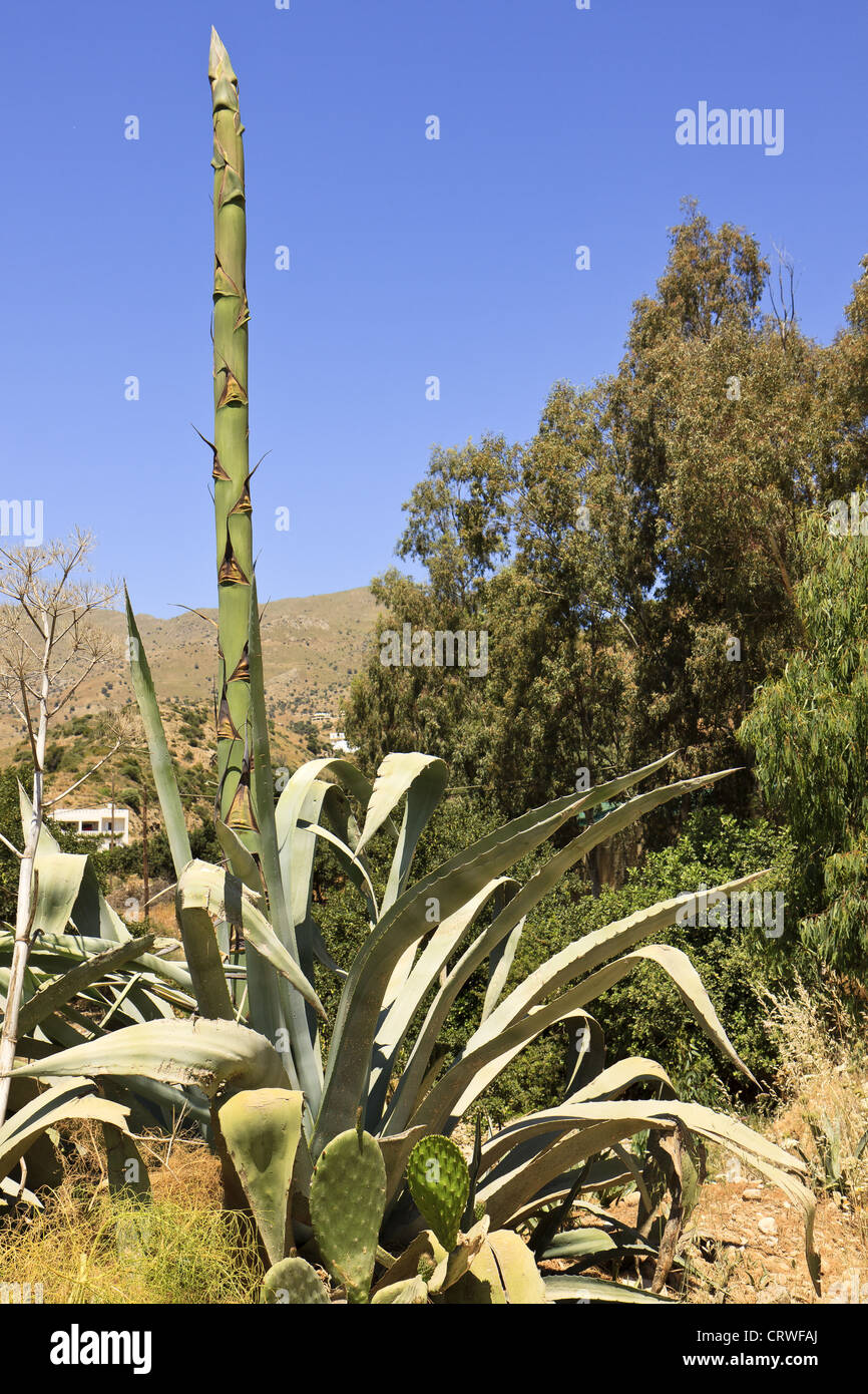 Greece Crete Agia Galini Century Plant Stock Photo - Alamy