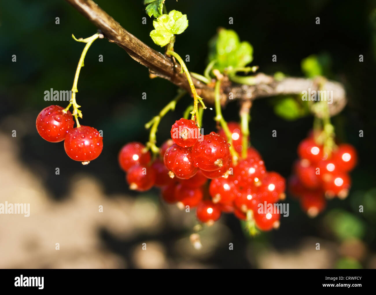 Wet currant hi-res stock photography and images - Alamy
