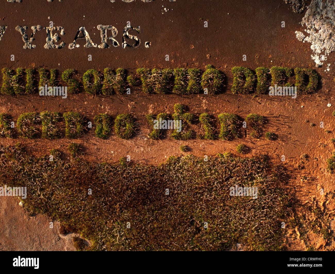 Moss growing on carved lettering on gravestone in Cumbria demonstrates ...
