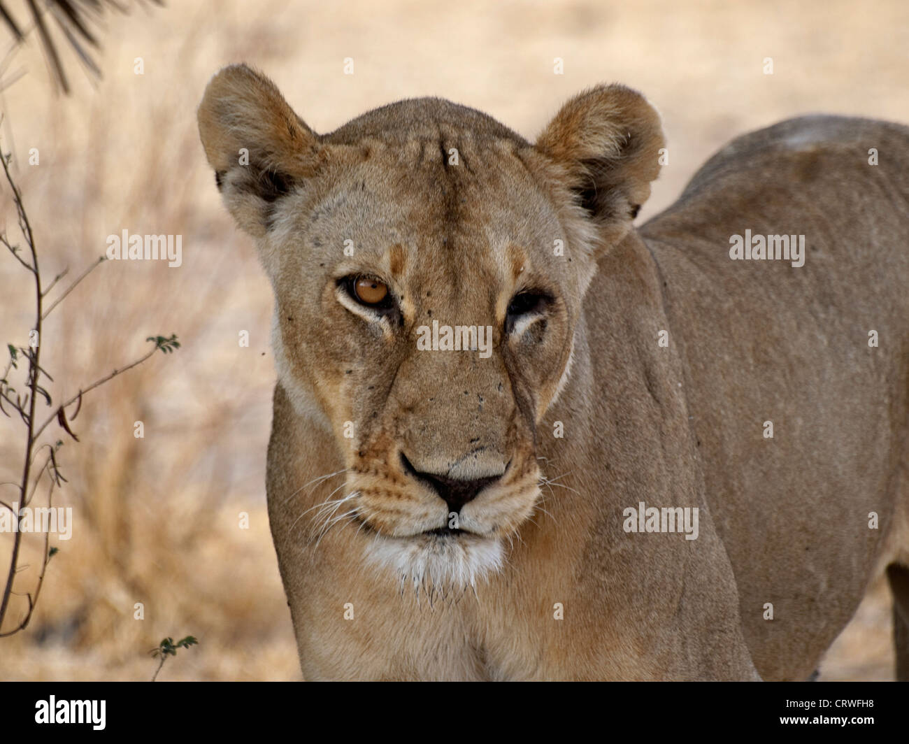 One-eyed huntress - lioness blind in left eye in dry landscape of Lake ...
