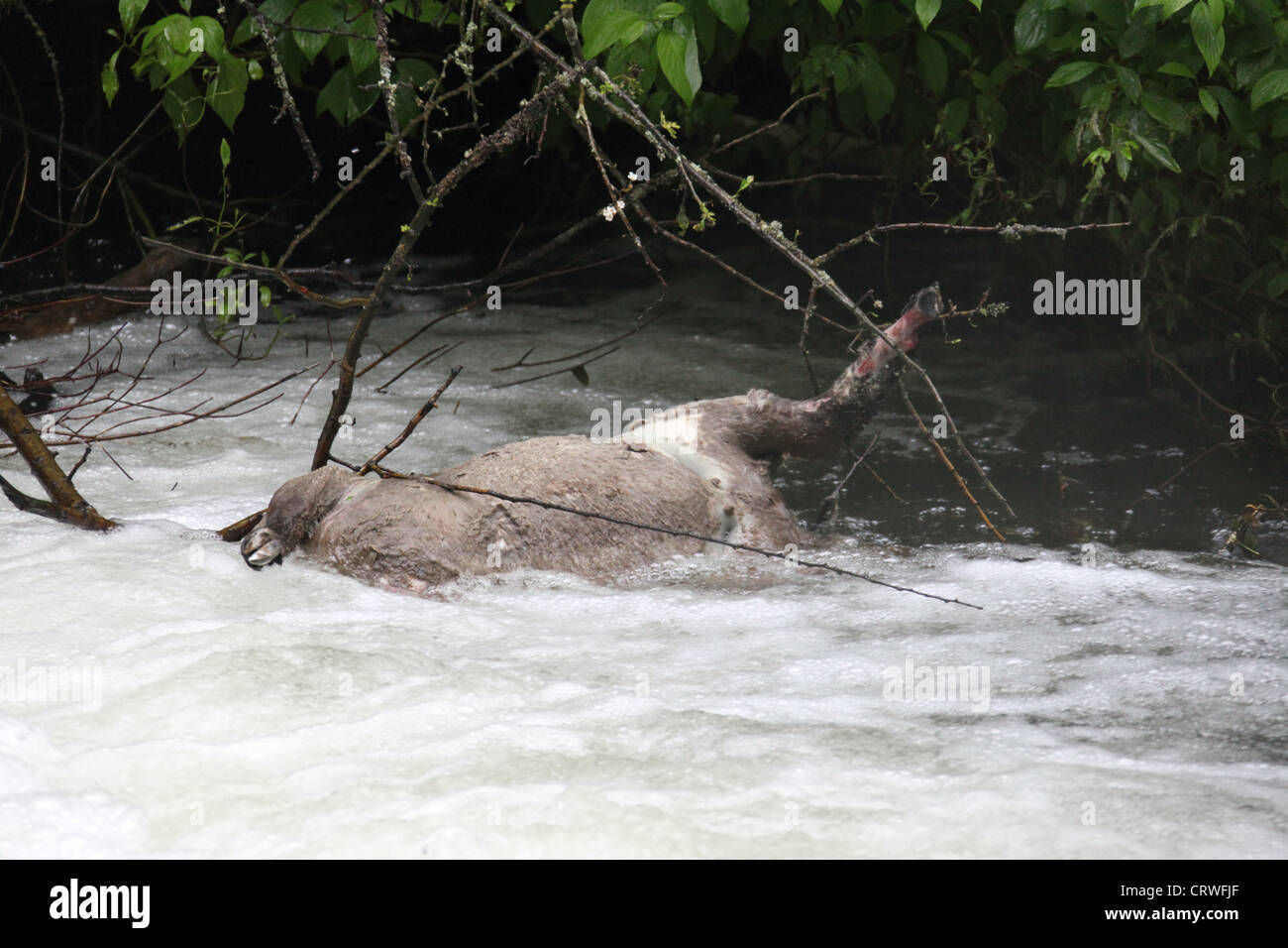 Sheep flooding hi-res stock photography and images - Alamy