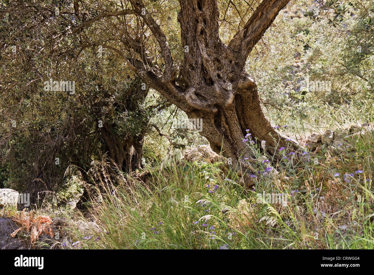 Greece Crete Spili Olive Tree Woodland Stock Photo - Alamy