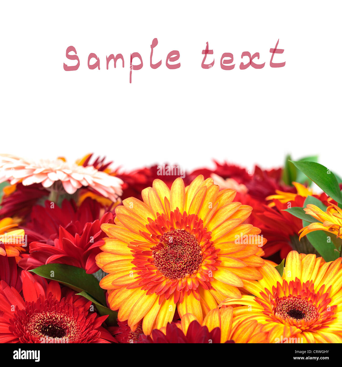Vibrant Colorful Daisy Gerbera Flowers (with sample text Stock Photo ...