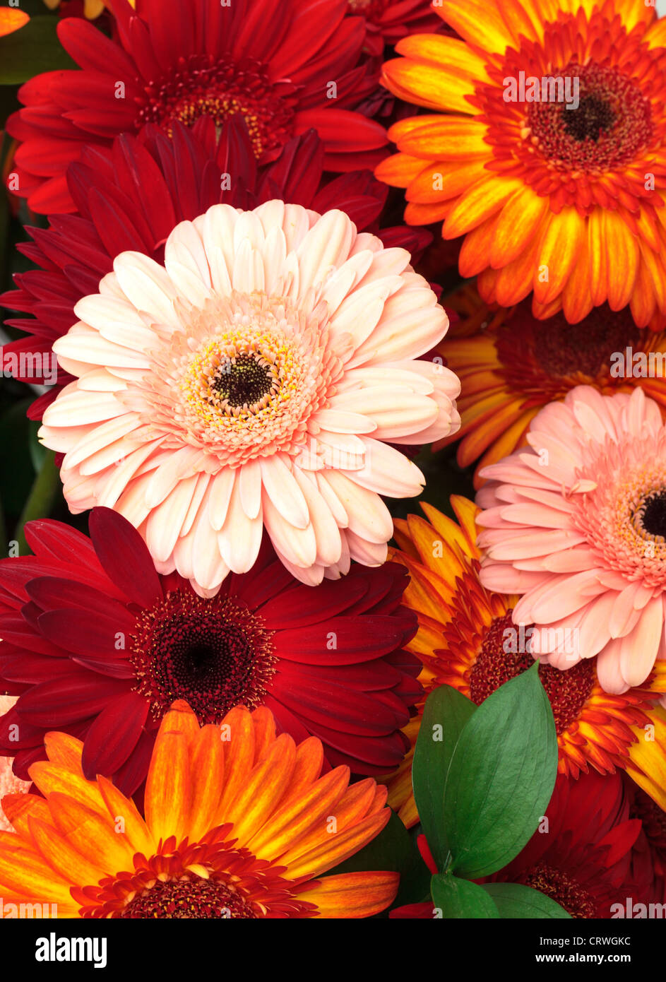 Vibrant Colorful Daisy Gerbera Flowers, background Stock Photo - Alamy