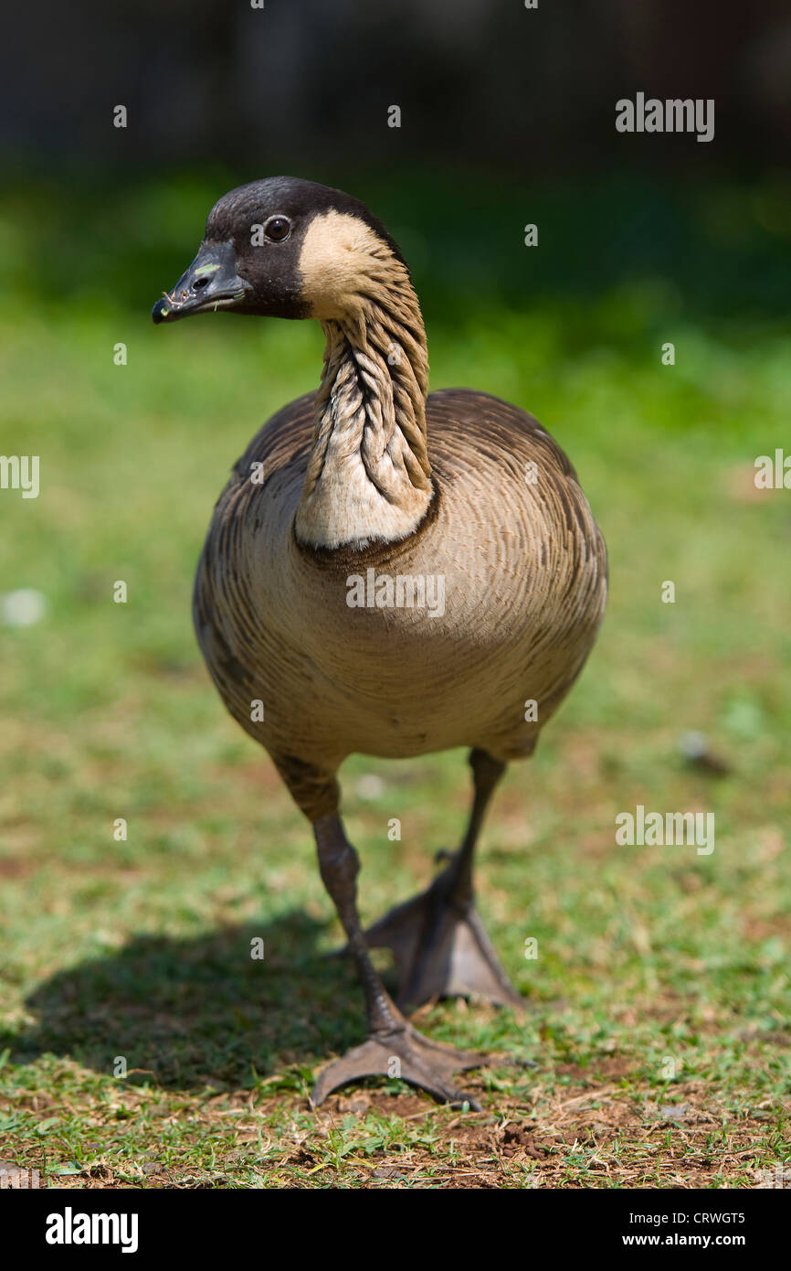 Nene goose hi-res stock photography and images - Alamy