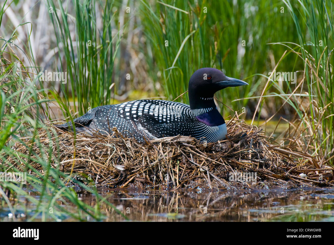 Common loon bird nest hi-res stock photography and images - Alamy