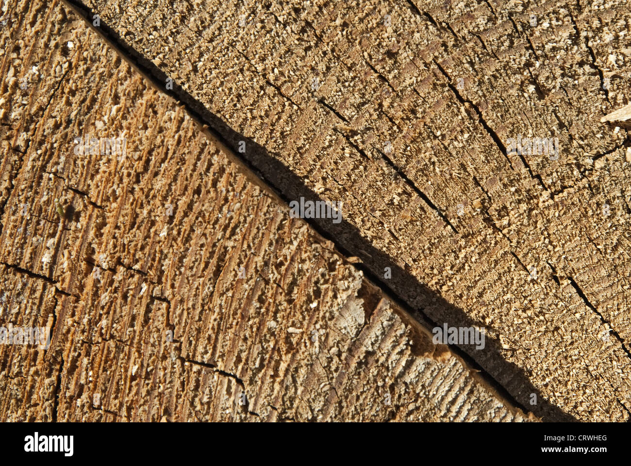 Cross section view trees hi-res stock photography and images - Alamy