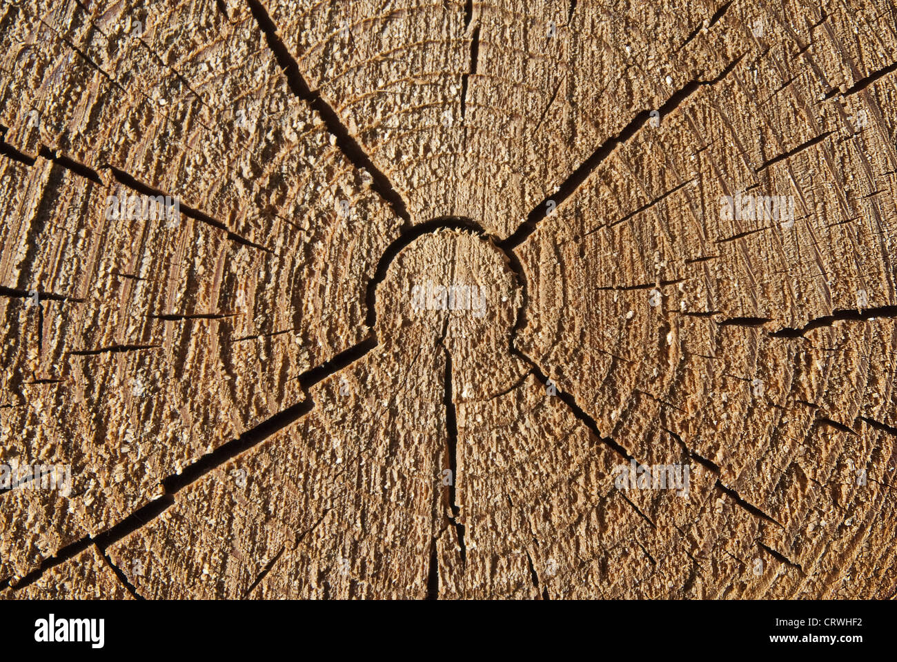 Transverse Section Stock Photos & Transverse Section Stock Images - Alamy