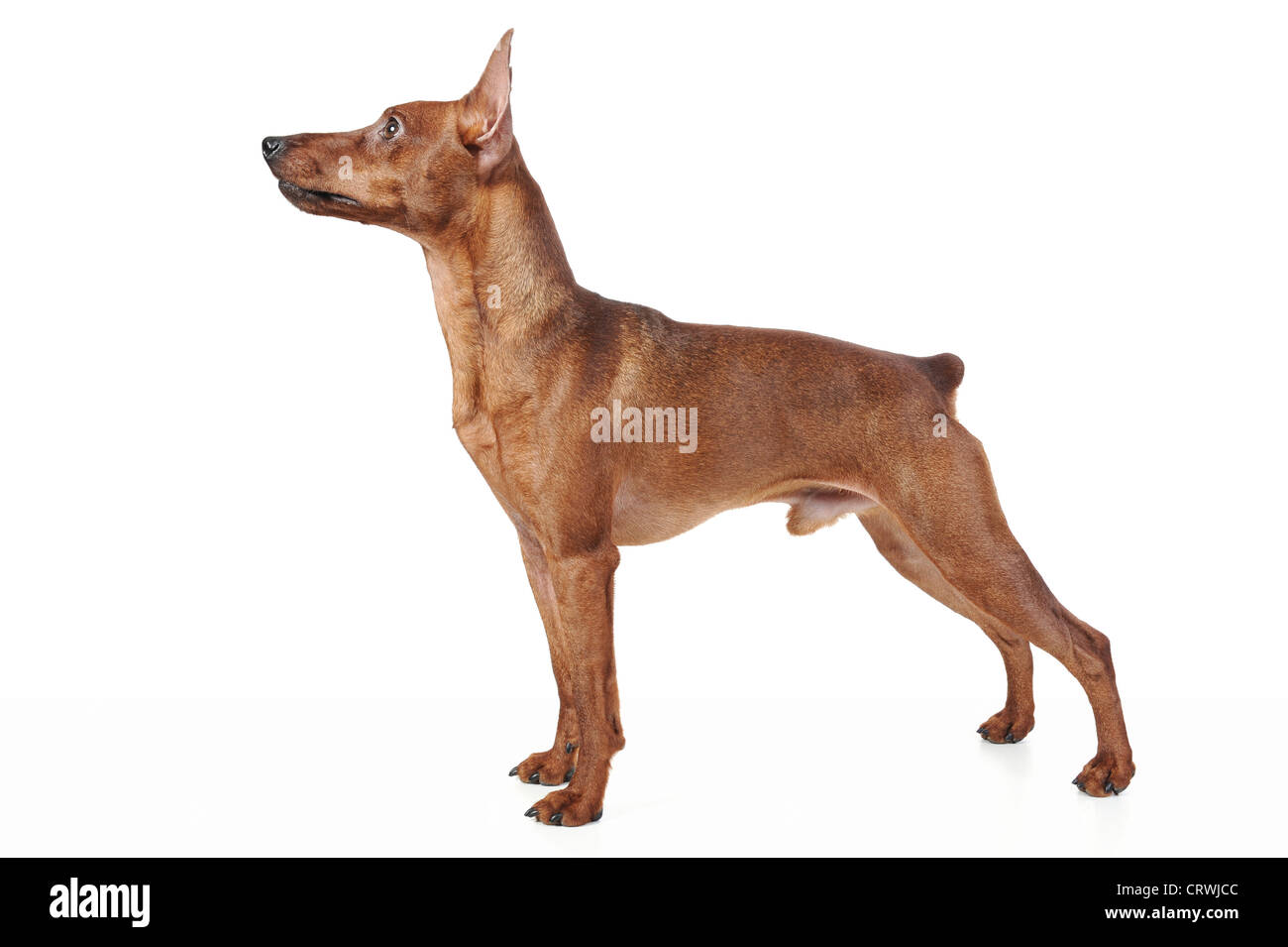 Miniature pinscher standing Cut Out Stock Images & Pictures - Alamy