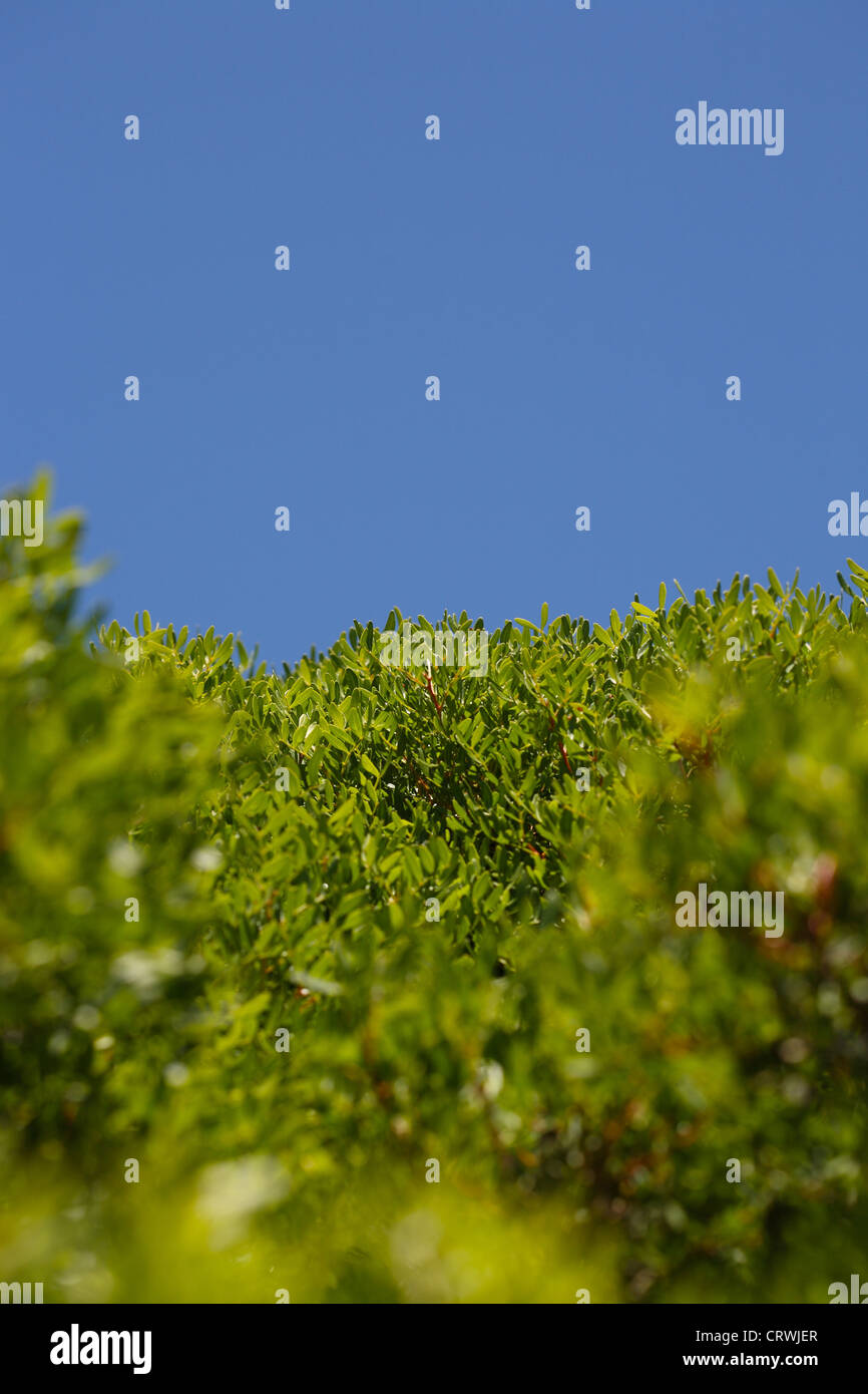 a tree with blue sky as background Stock Photo - Alamy