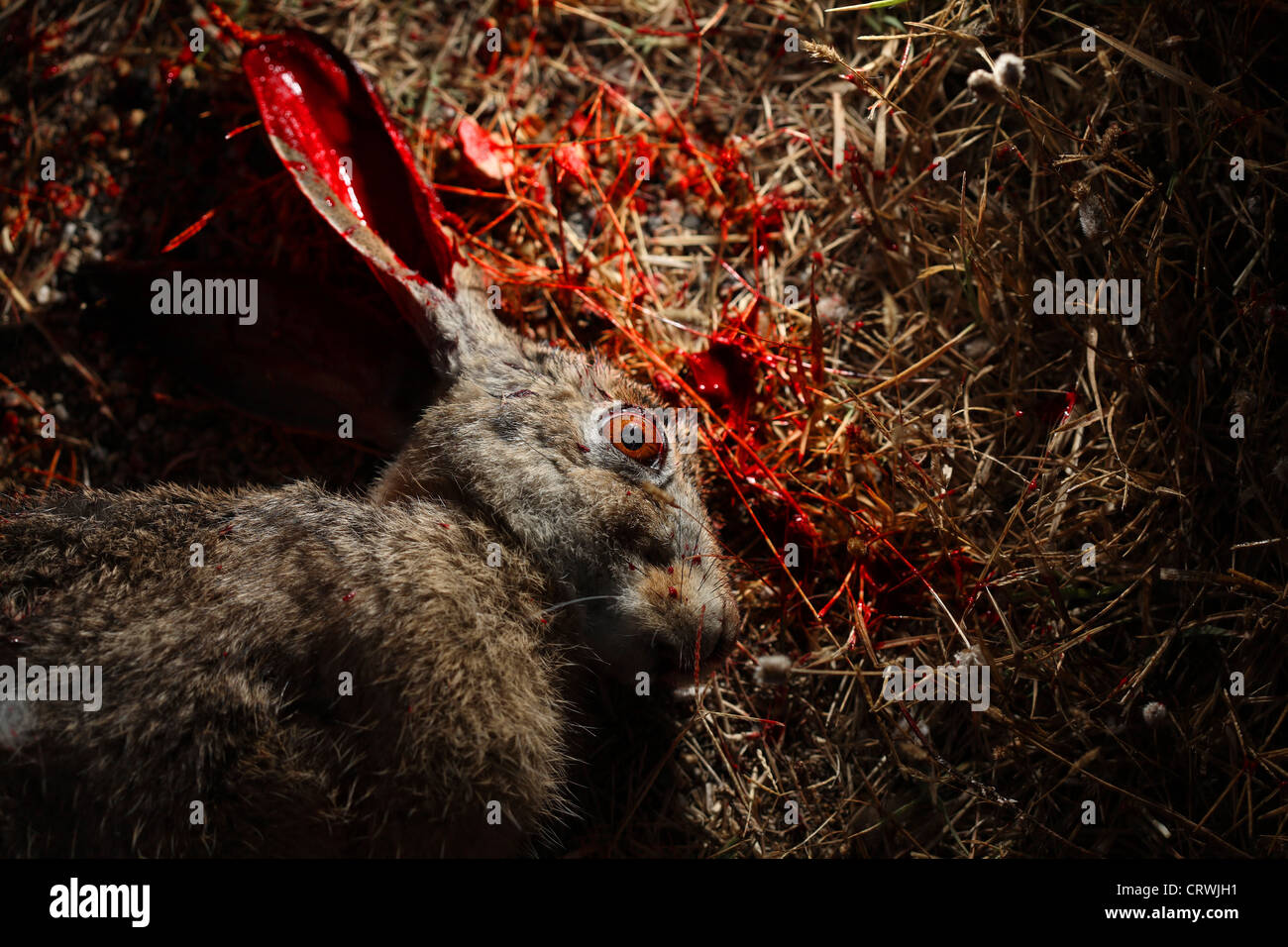 a dead rabbit with blood Stock Photo - Alamy