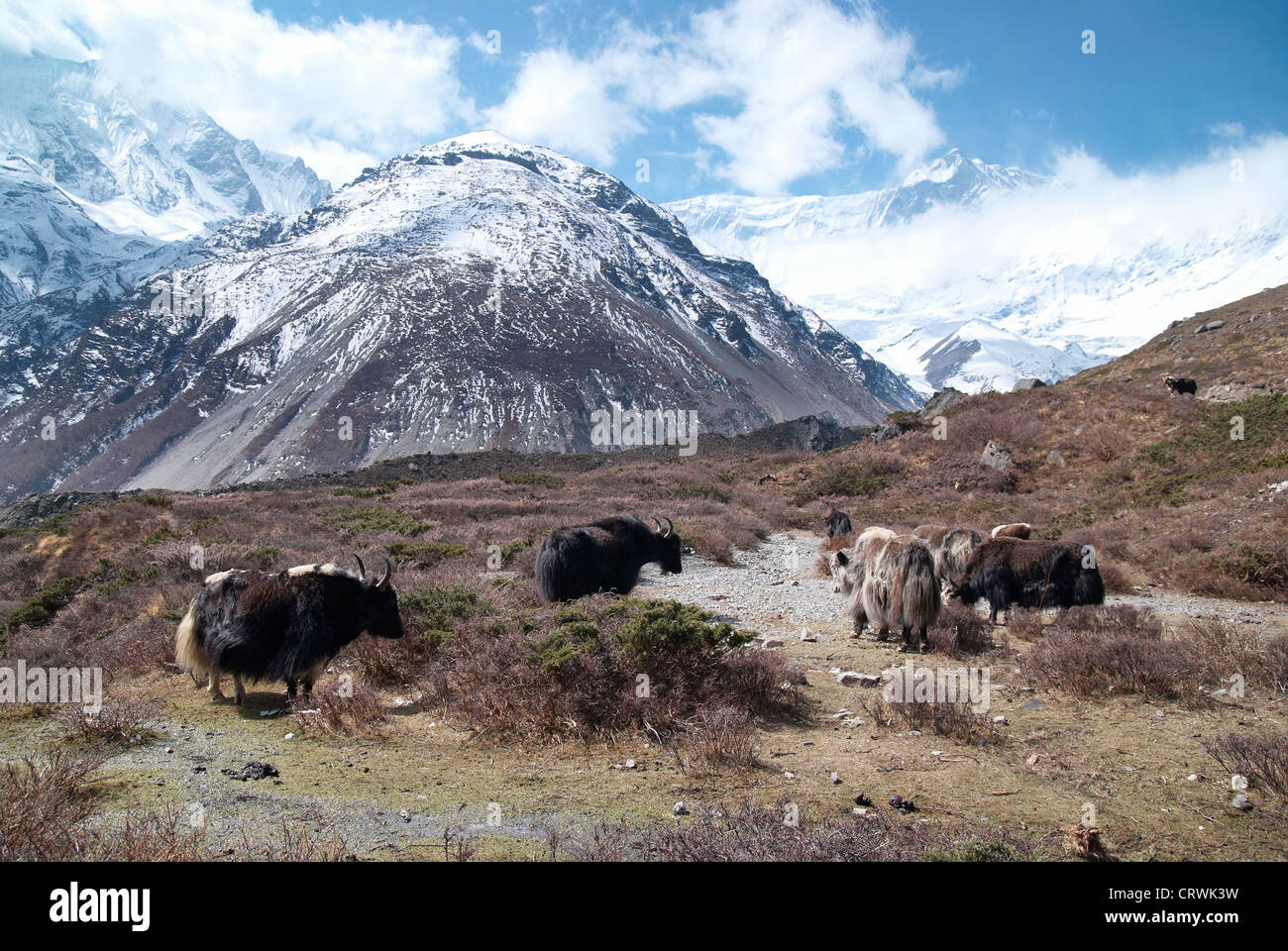 Landscape with yaks and mountains Stock Photo - Alamy
