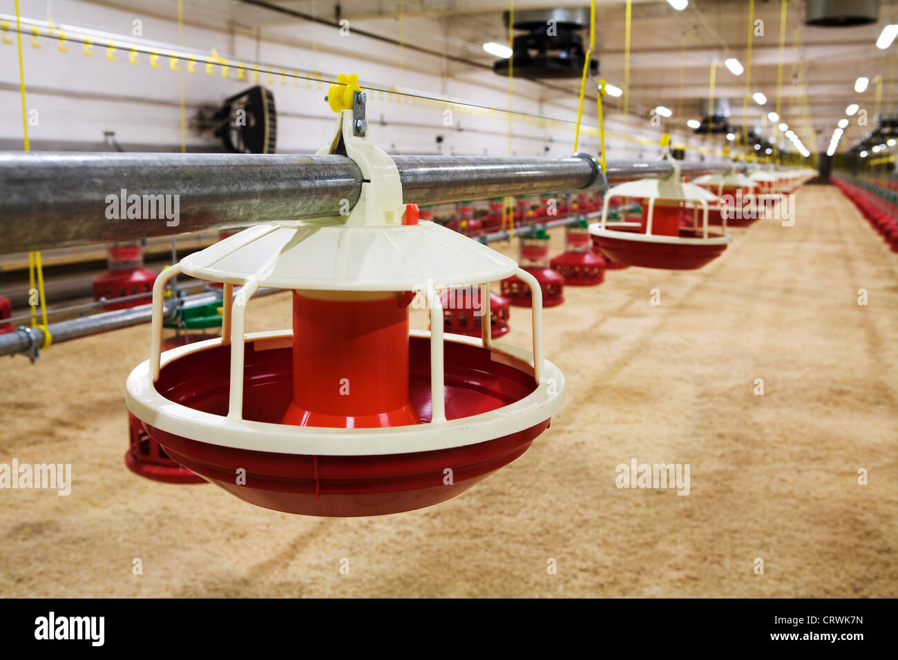 automated poultry farm Stock Photo - Alamy