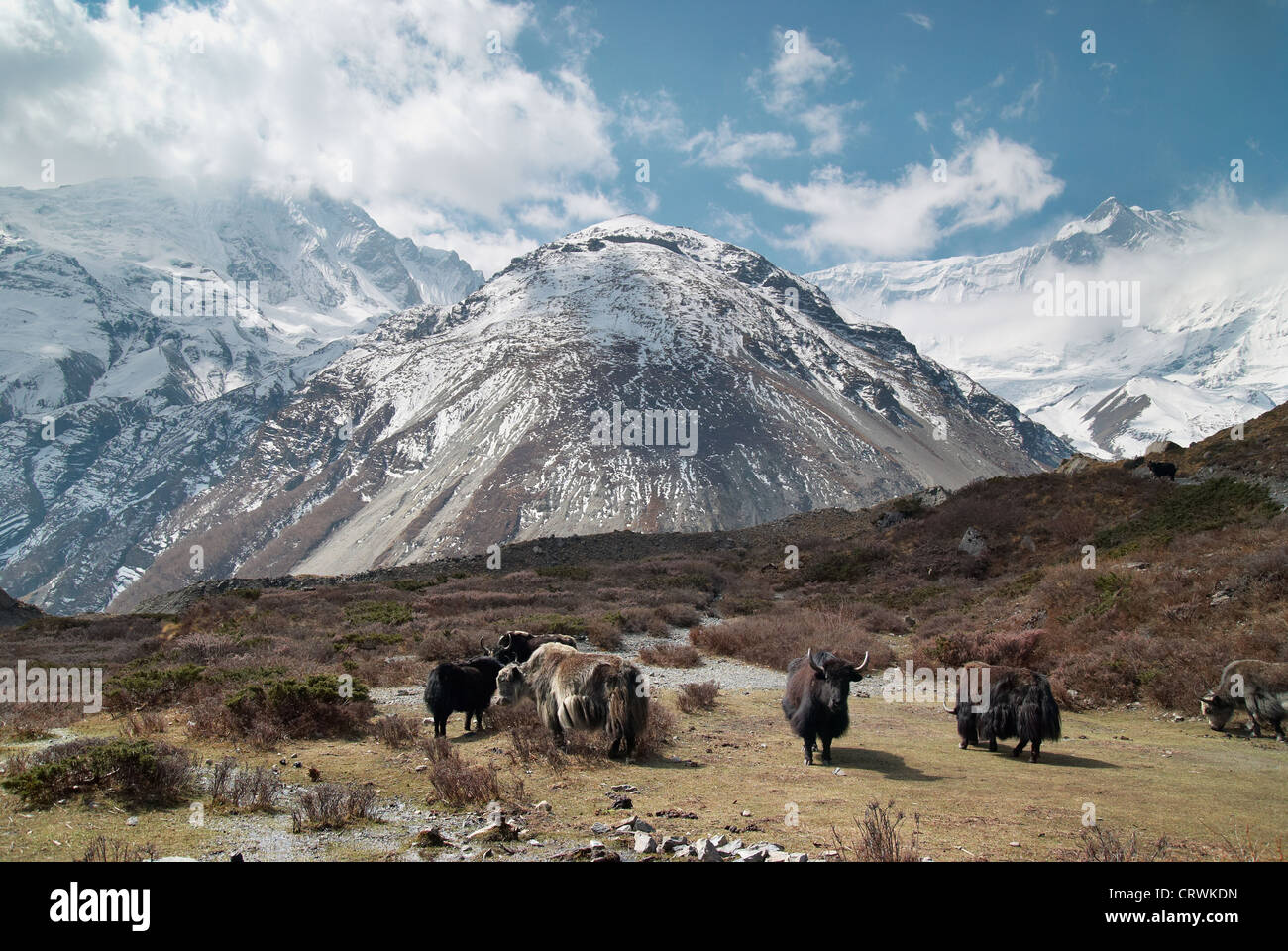 Landscape with yaks and mountains Stock Photo - Alamy