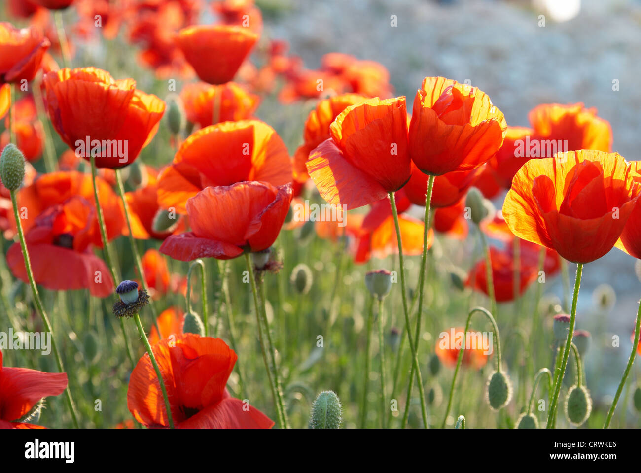 Field of poppies Stock Photo - Alamy