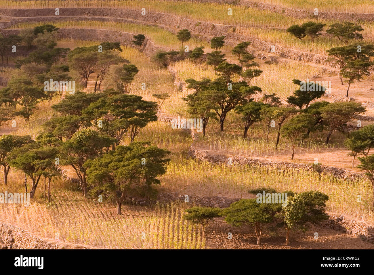 Terraced fields, Haraz Mountains, At-Tawilah, Al-Mahwit, Yemen Stock ...