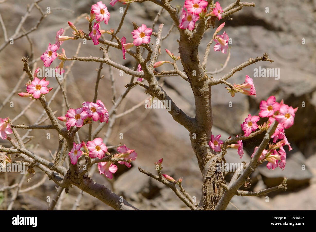 Flowering bottle tree (adenium obesum socotranum), Wadi Sara'a, Sana'a ...