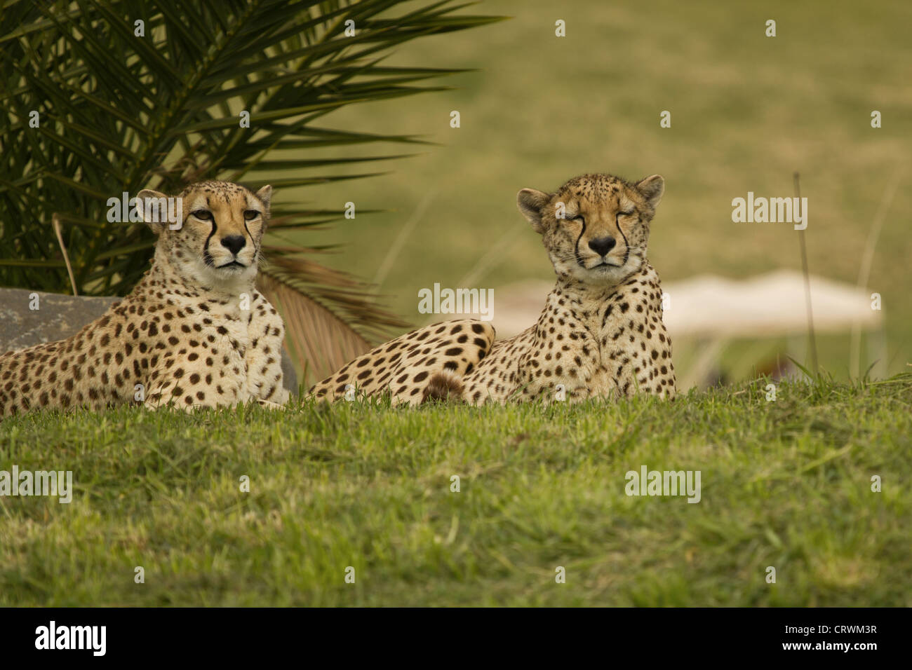 Cheetah smiling hi-res stock photography and images - Alamy