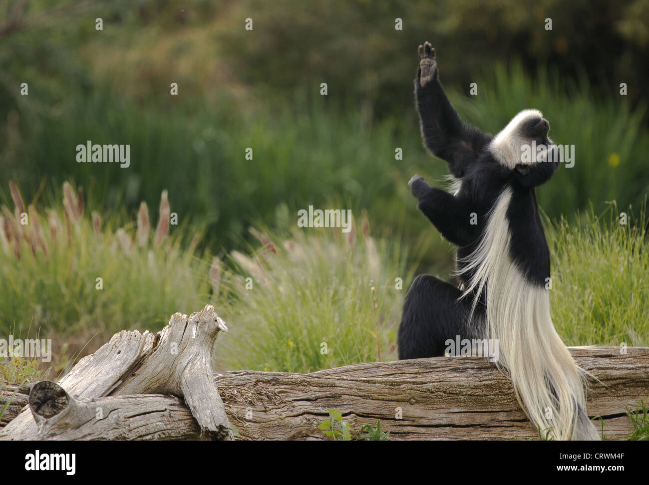 Monkey praying hi-res stock photography and images - Alamy