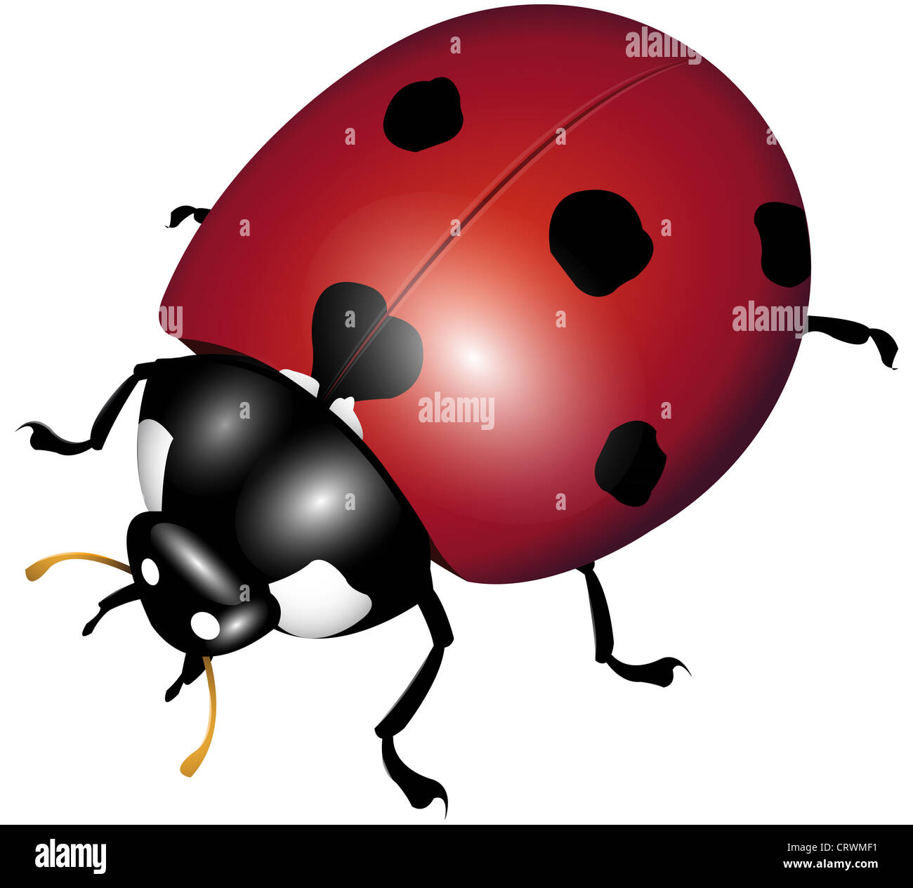 Bug vektor hi-res stock photography and images - Alamy