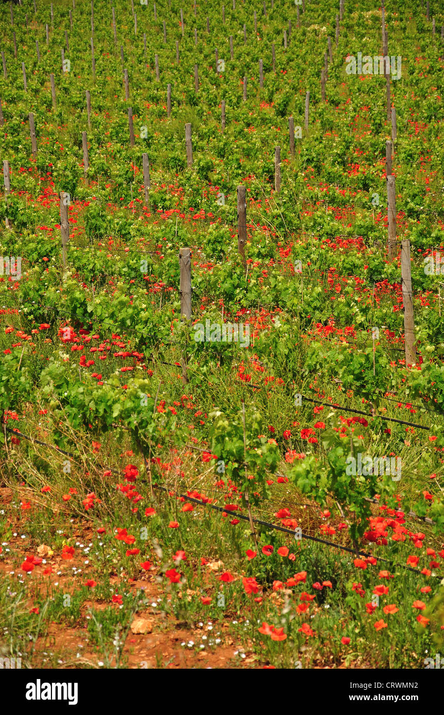 Vines and red poppies in small vineyard near Cala en Porter, Menorca ...