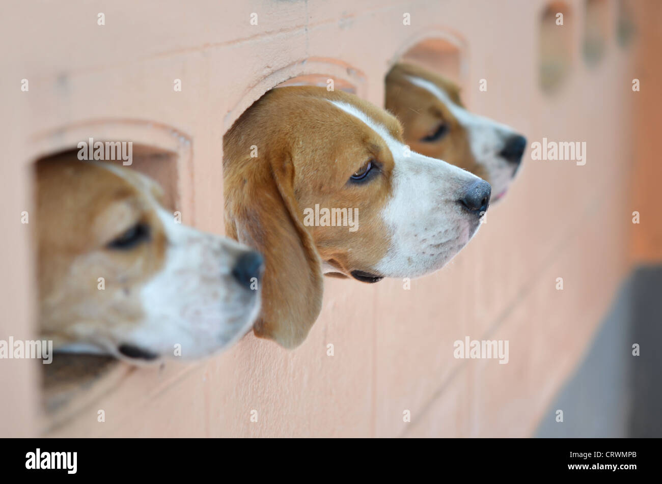 three beagle puppies from ventilator of wall Stock Photo - Alamy
