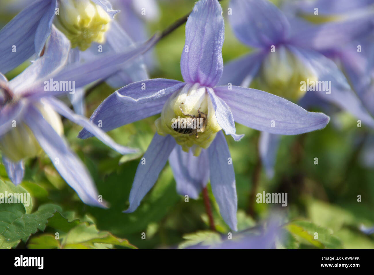 Alpine pflan hi-res stock photography and images - Alamy