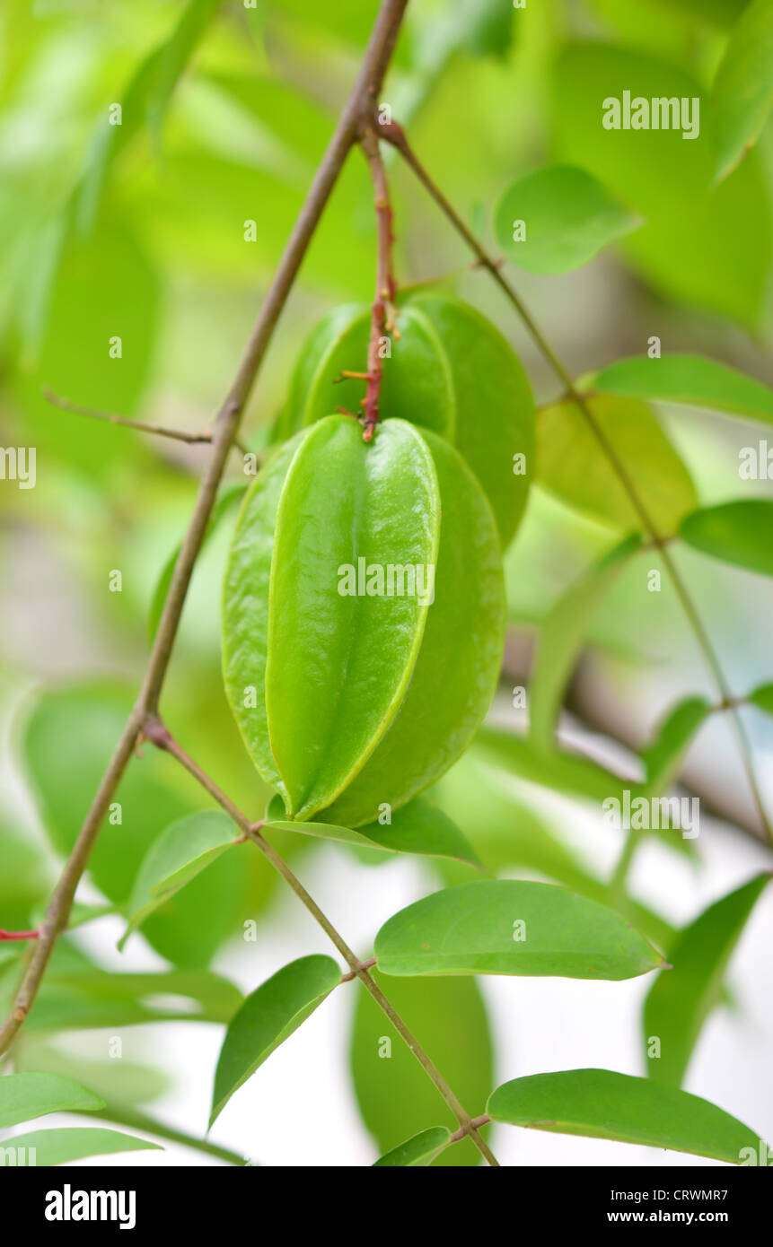 green star apple fruit on the tree Stock Photo - Alamy