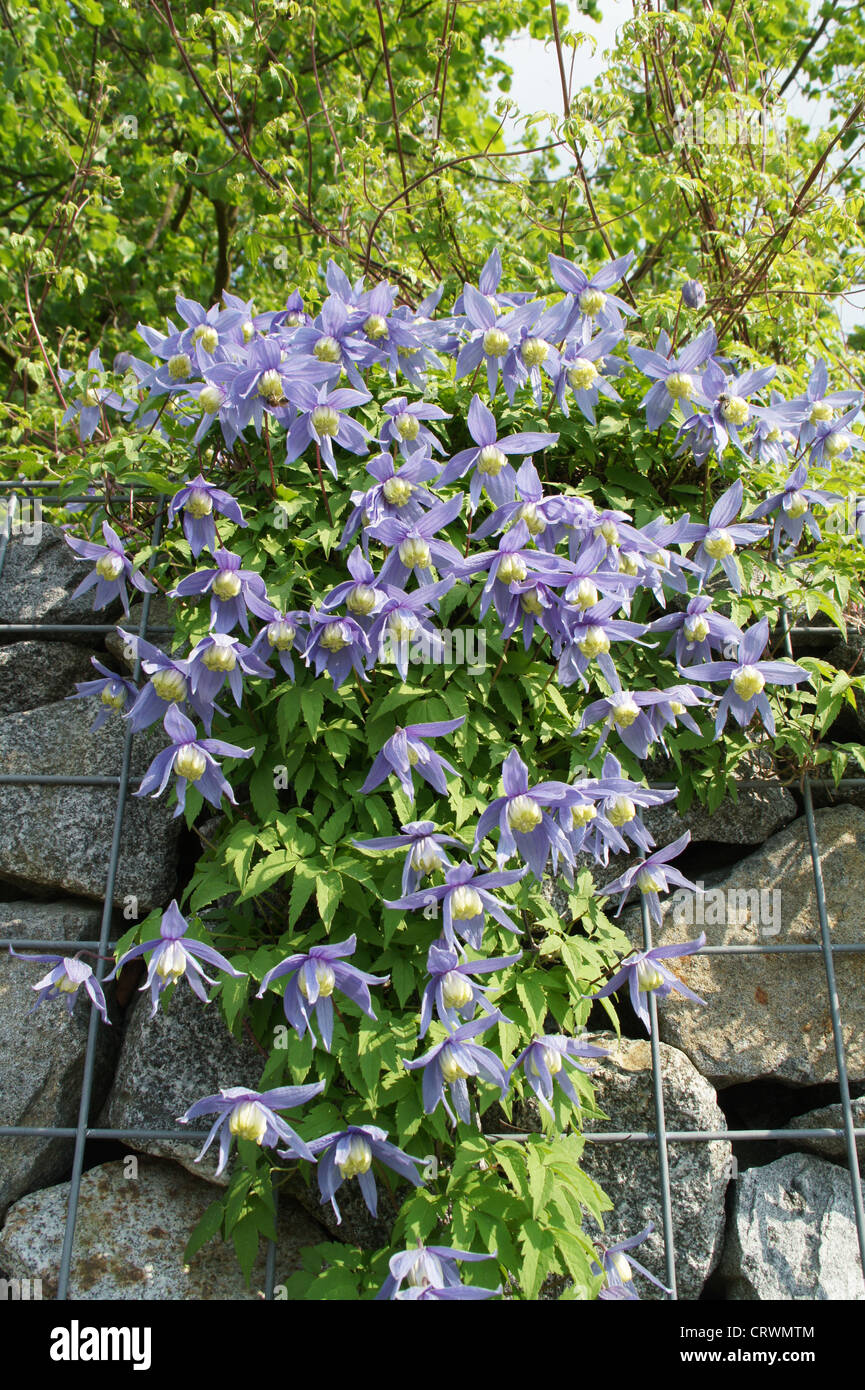 Clematis alpine hi-res stock photography and images - Alamy